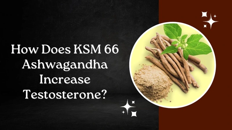 How Does KSM 66 Ashwagandha Increase Testosterone?
